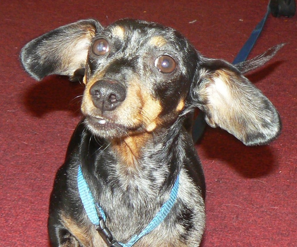 Obituary: Daisy Judkins, 15 (that’s roughly 80 in dog years) – The Glenn County Observer