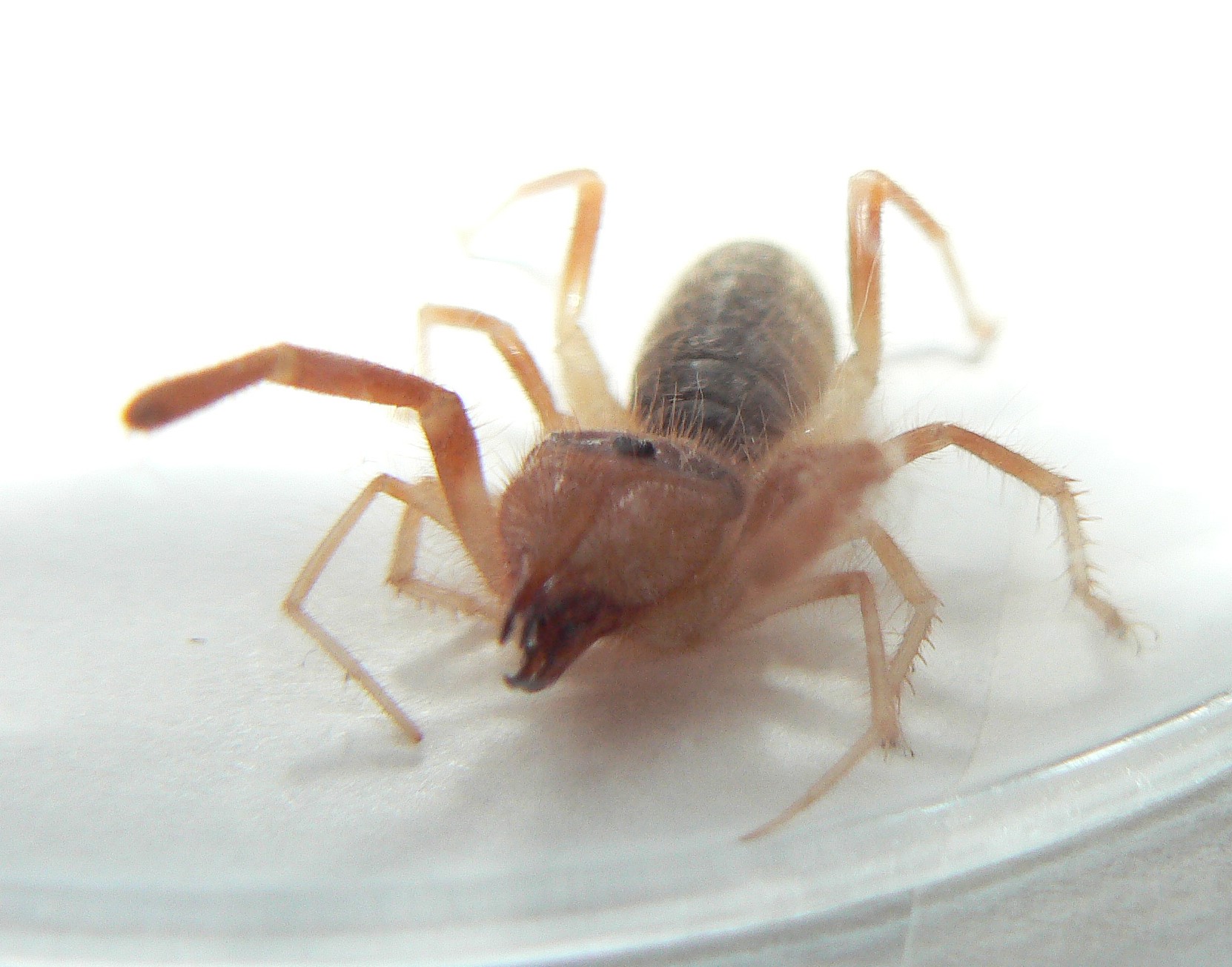 My! What big mandibles you have! – The Glenn County Observer